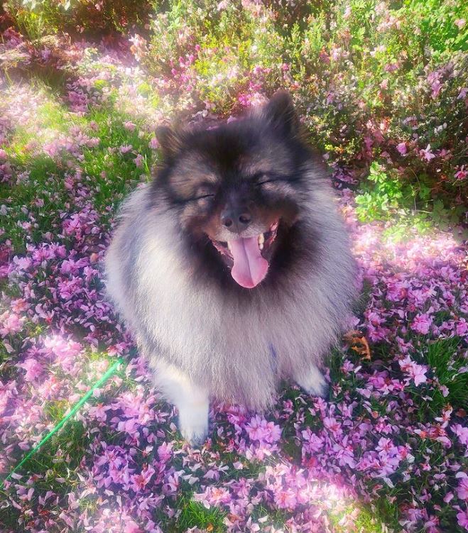 About LAB - Ludar Animal Behavior